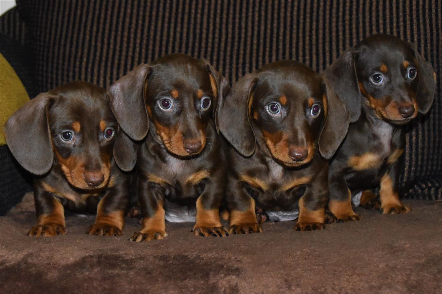 Chocolate Dachshund puppies ! | Junk Mail Marketplace