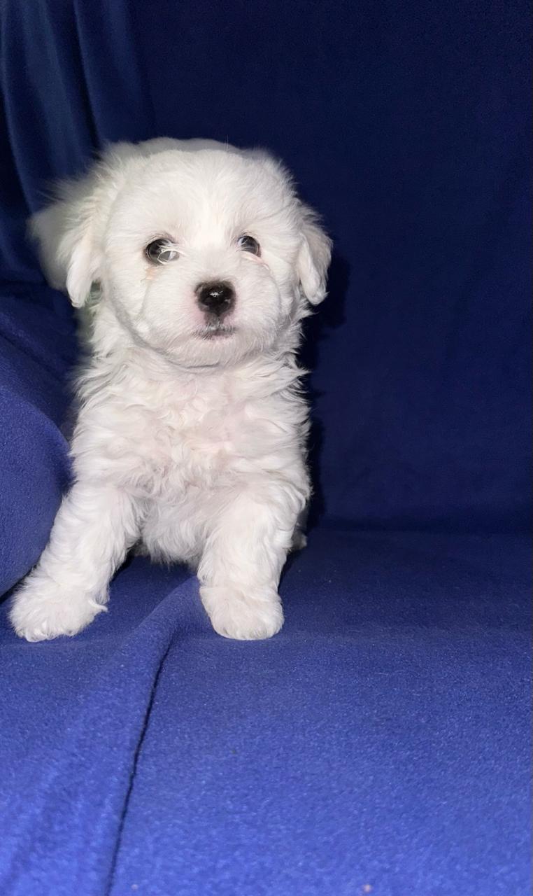 Maltese puppies 8 weeks old. Born 23 February 2024 We have available 4x ...
