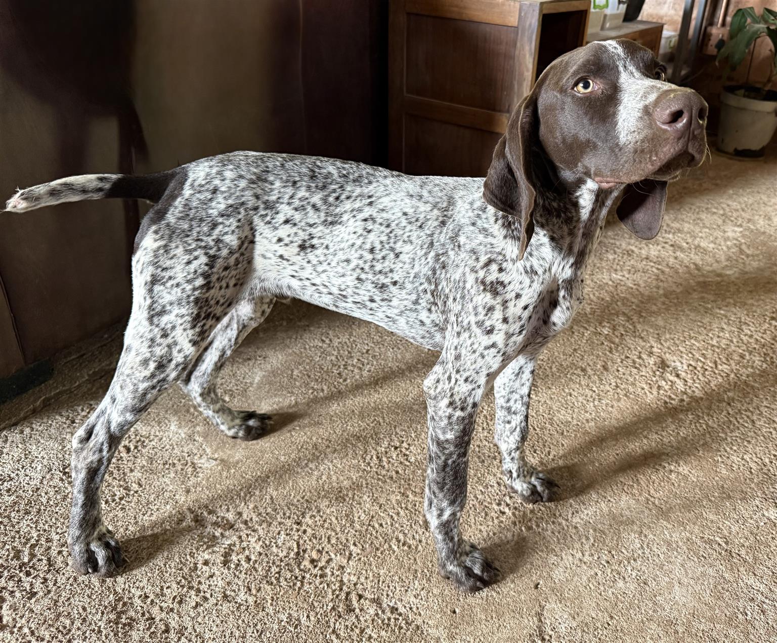Premium Pointer Puppy – Quality Bloodline | Junk Mail Marketplace