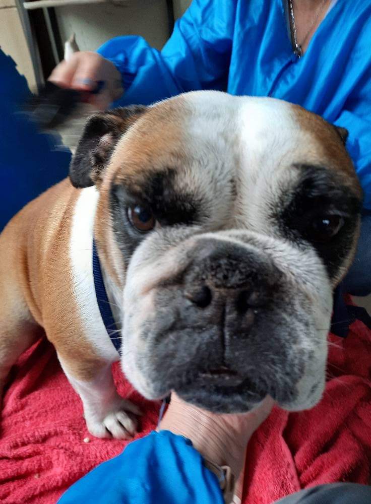 IN-HOME DOG GROOMING SERVICES BENONI & BOKSBURG | Junk Mail Marketplace