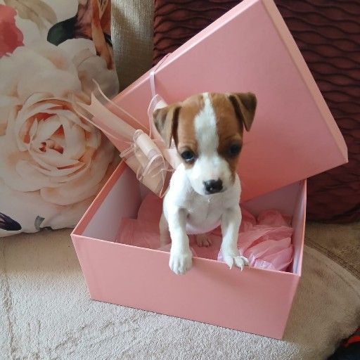 Jack Russell | Junk Mail Marketplace