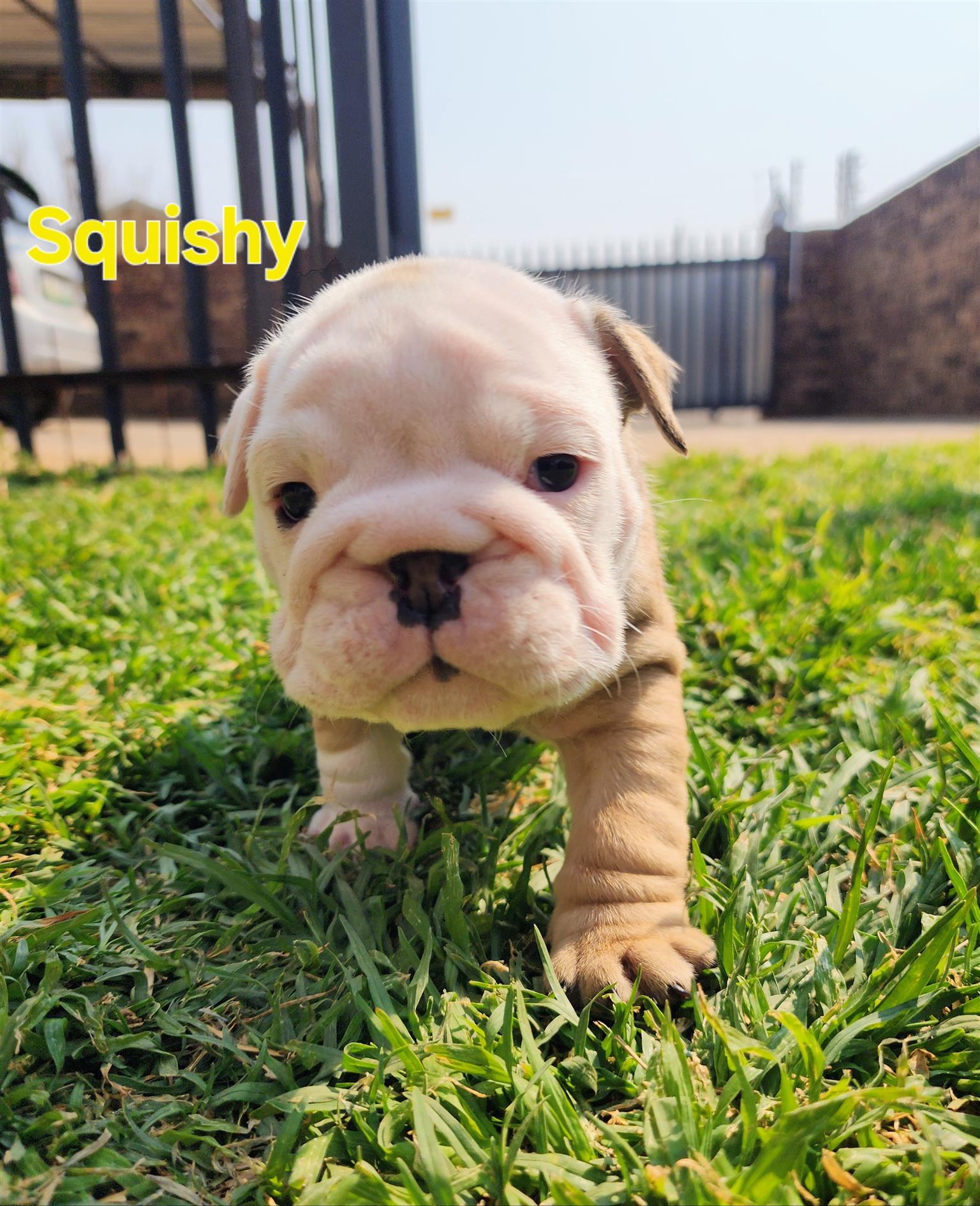 Pedigree English Bulldog Puppies KUSA & CanineSA Registered | Junk Mail ...