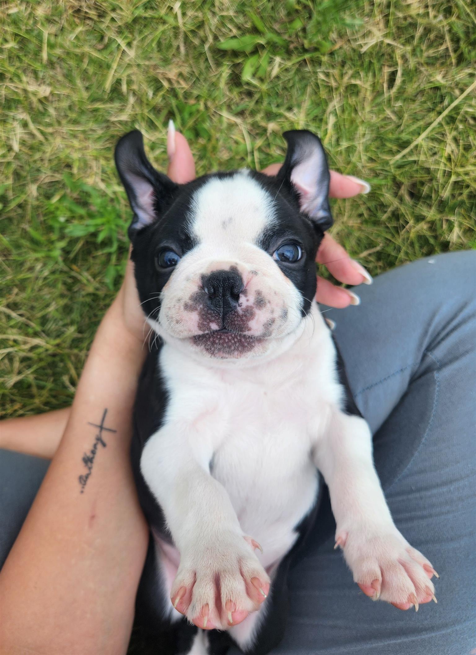 Beautiful Boston terrier boy | Junk Mail Marketplace