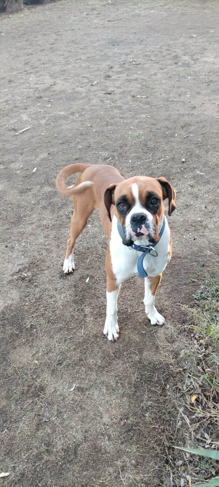 Boxer puppies | Junk Mail Marketplace