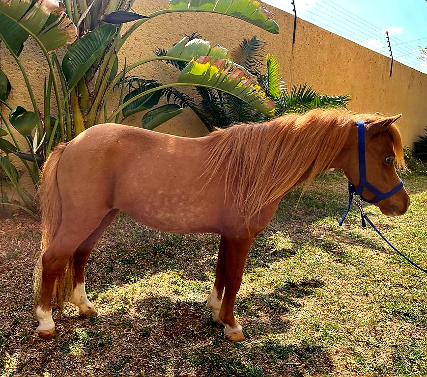 Registered Miniature Horse Mare | Junk Mail Marketplace