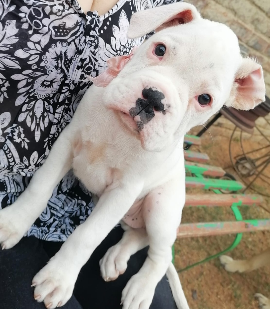 Pure Bred Boxer puppies | Junk Mail Marketplace