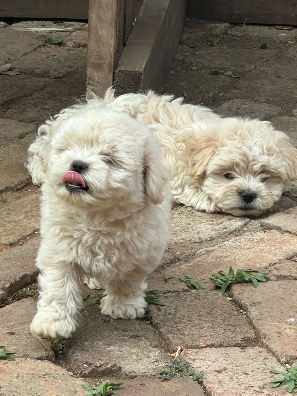 Maltese puppies 8 weeks old. Born 23 February 2024 We have available 4x ...