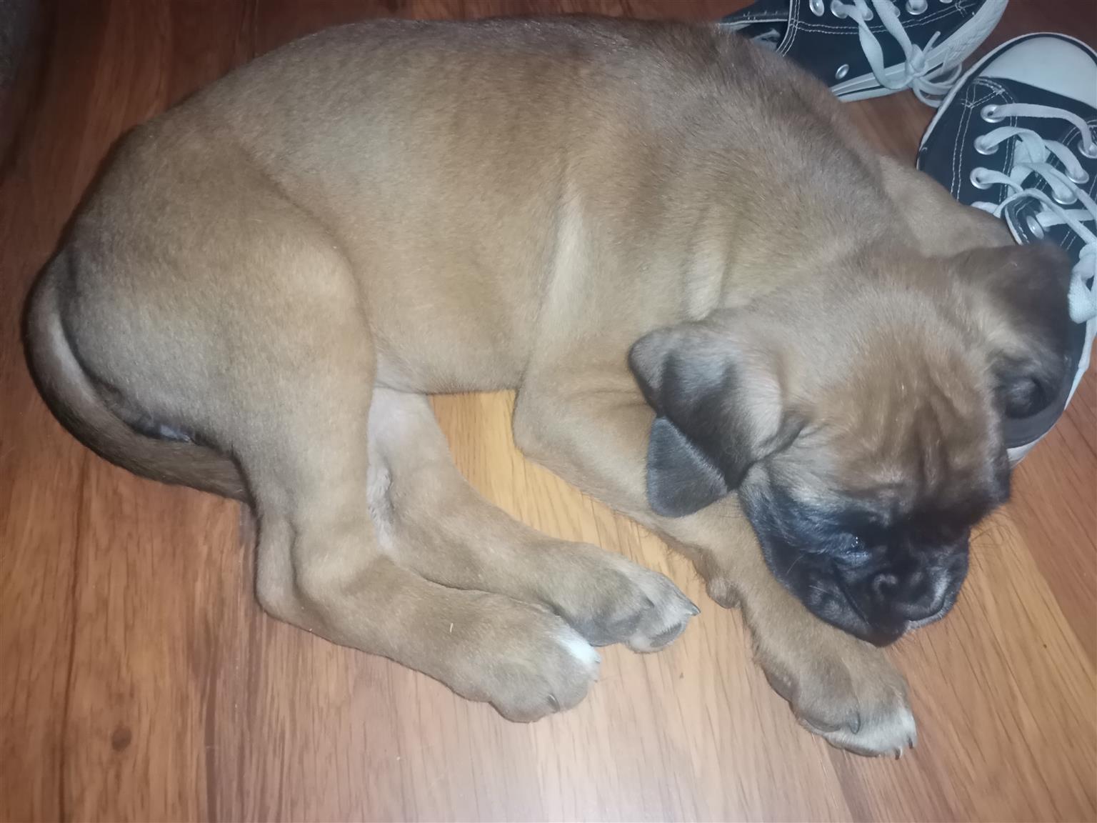 Boxer female | Junk Mail Marketplace