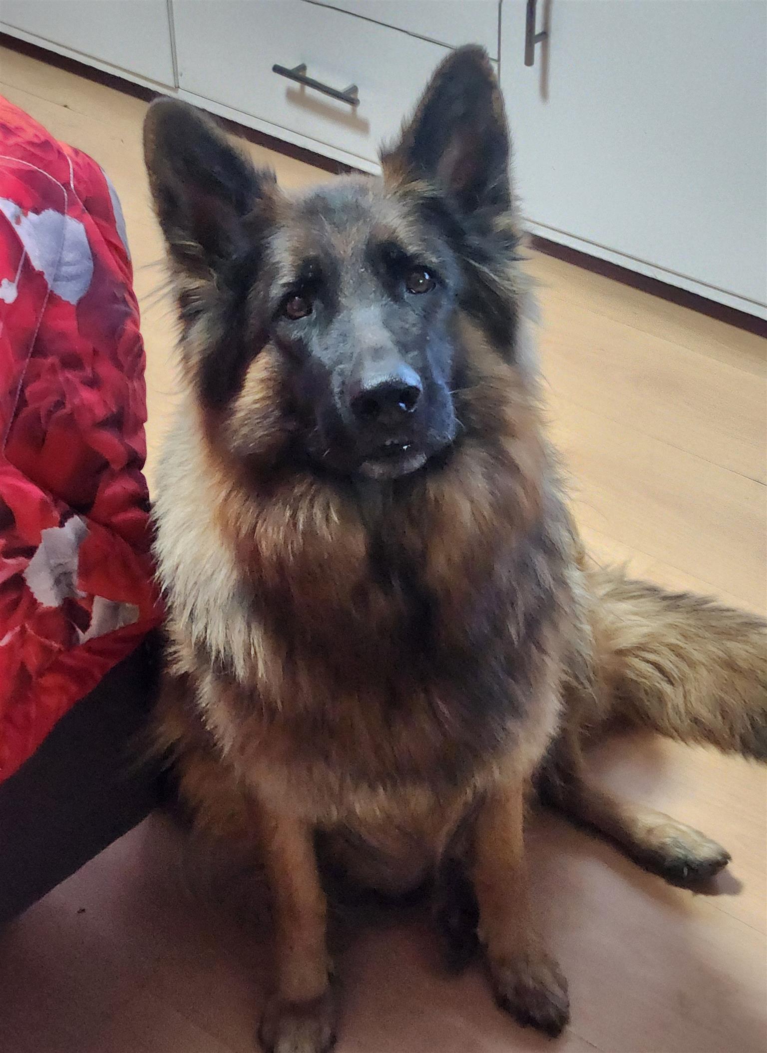 German Shepherd Puppies for sale | Junk Mail