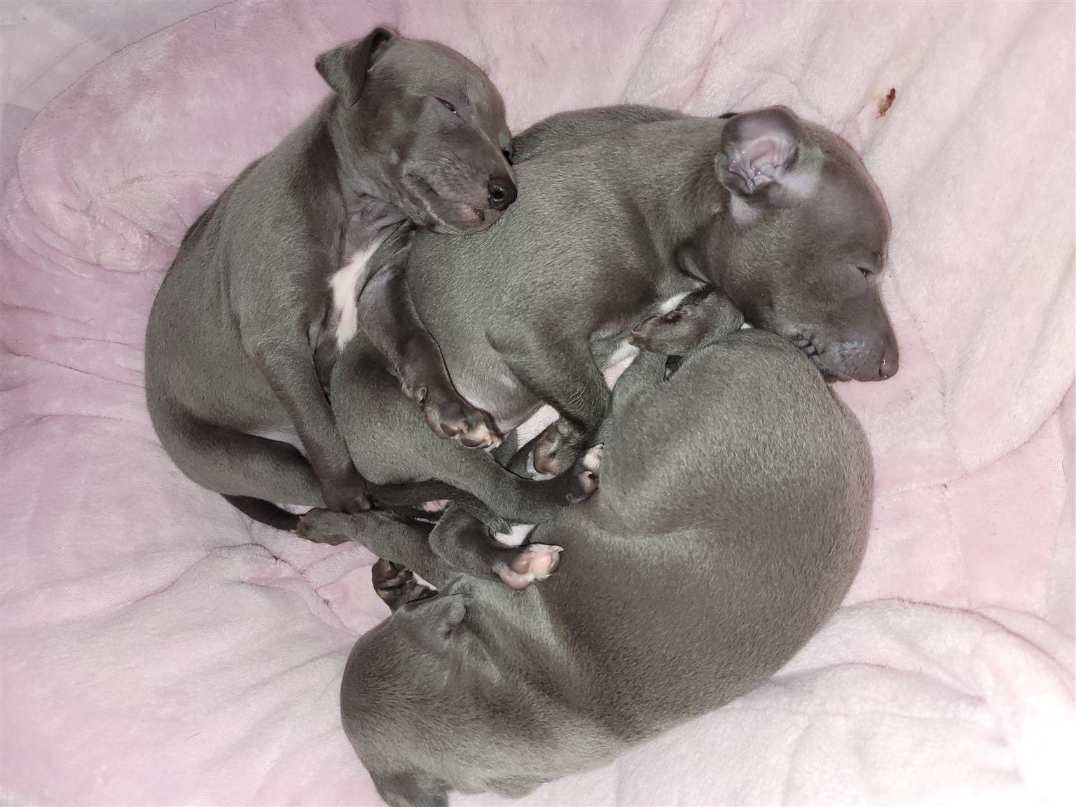 Italian greyhound puppies | Junk Mail