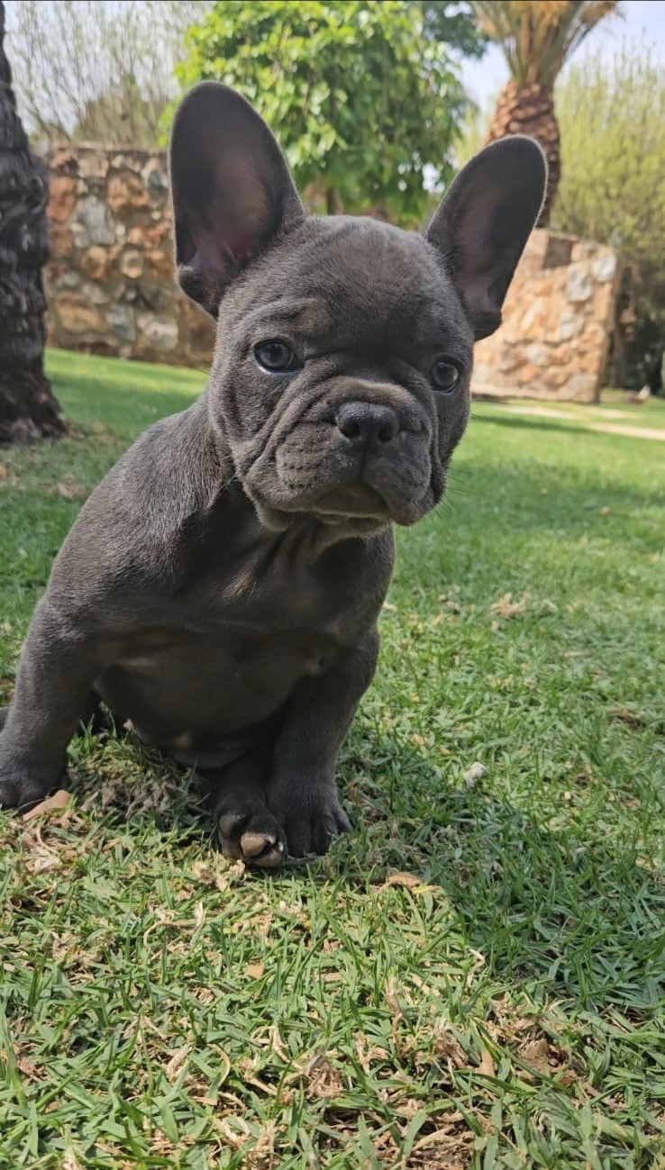 Beautiful Frenchie / French Bulldog puppies for sale | Junk Mail ...
