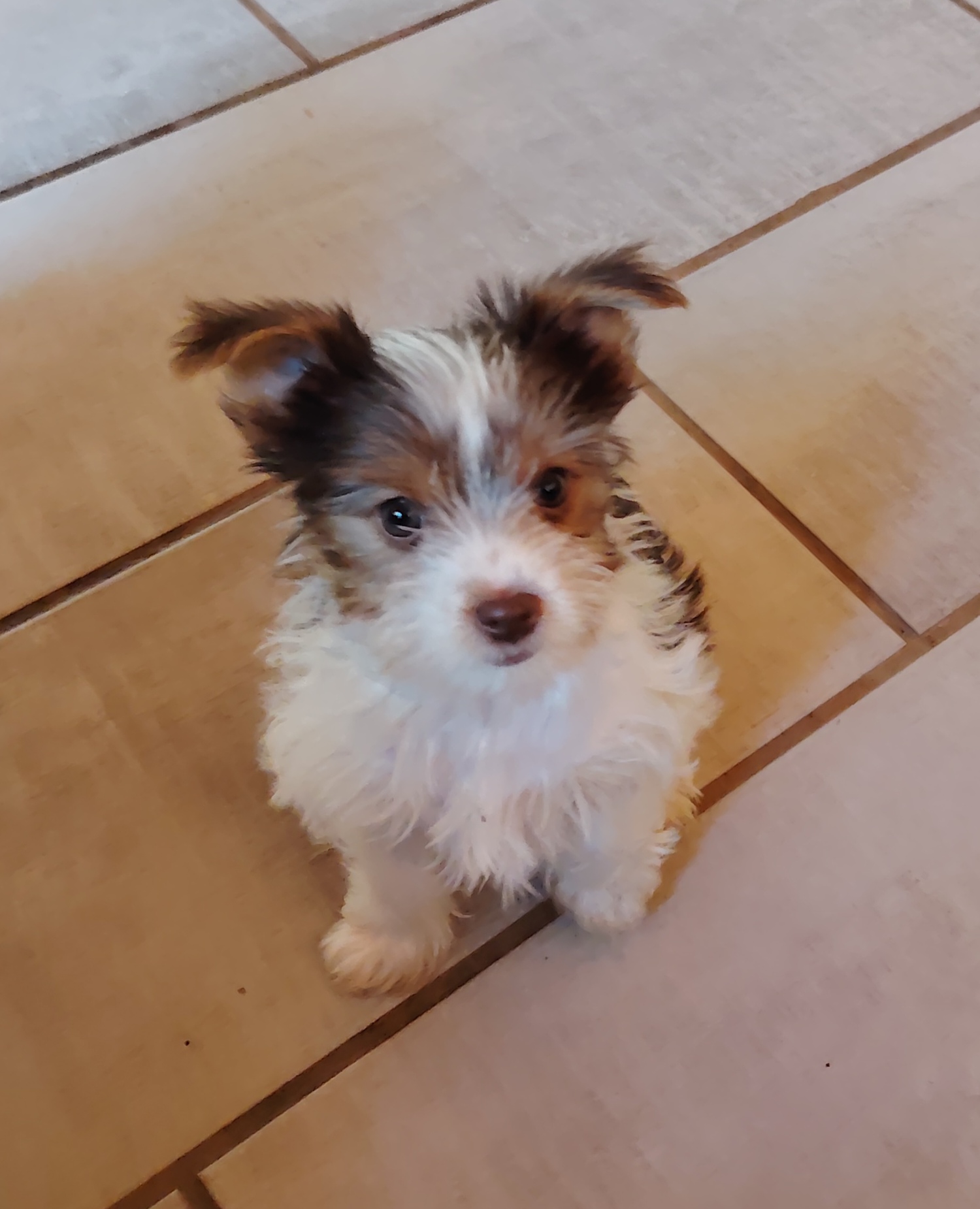 Adorable Party Yorkies | Junk Mail Marketplace