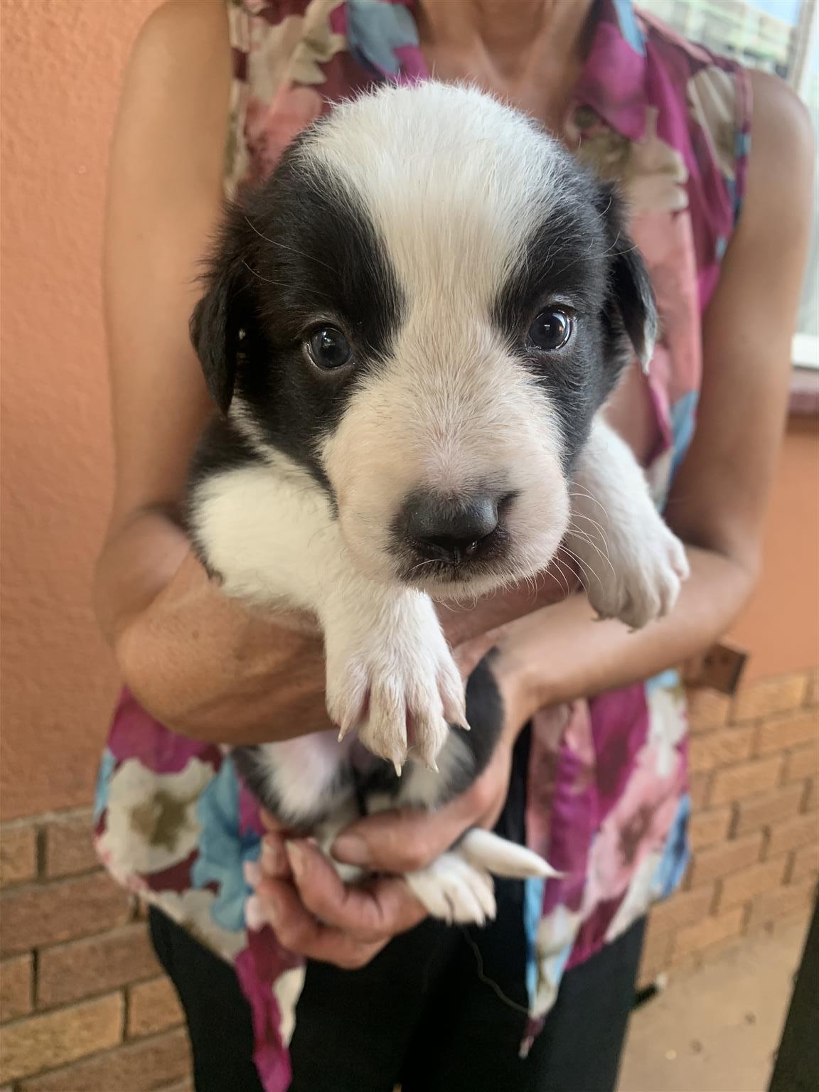 BorderCollies for sale / Skaaphondjies te koop | Junk Mail Marketplace