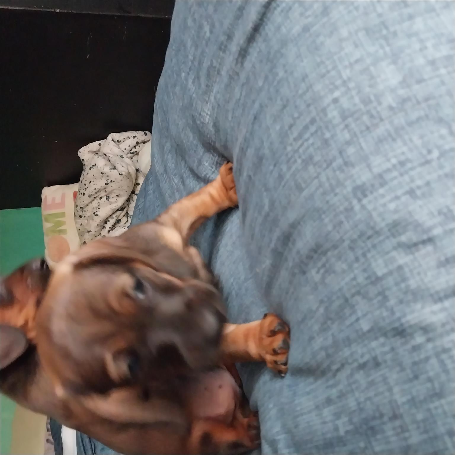 Two male 8 week old miniature Dutch Hound Puppies puppies | Junk Mail