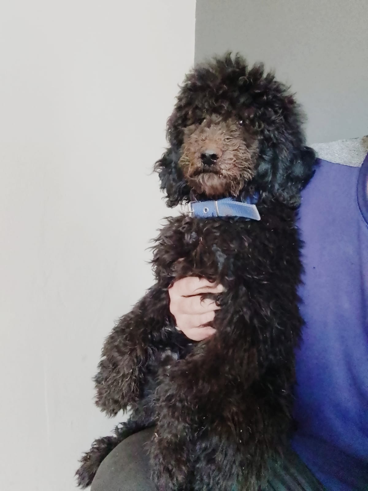 Standard French poodles | Junk Mail