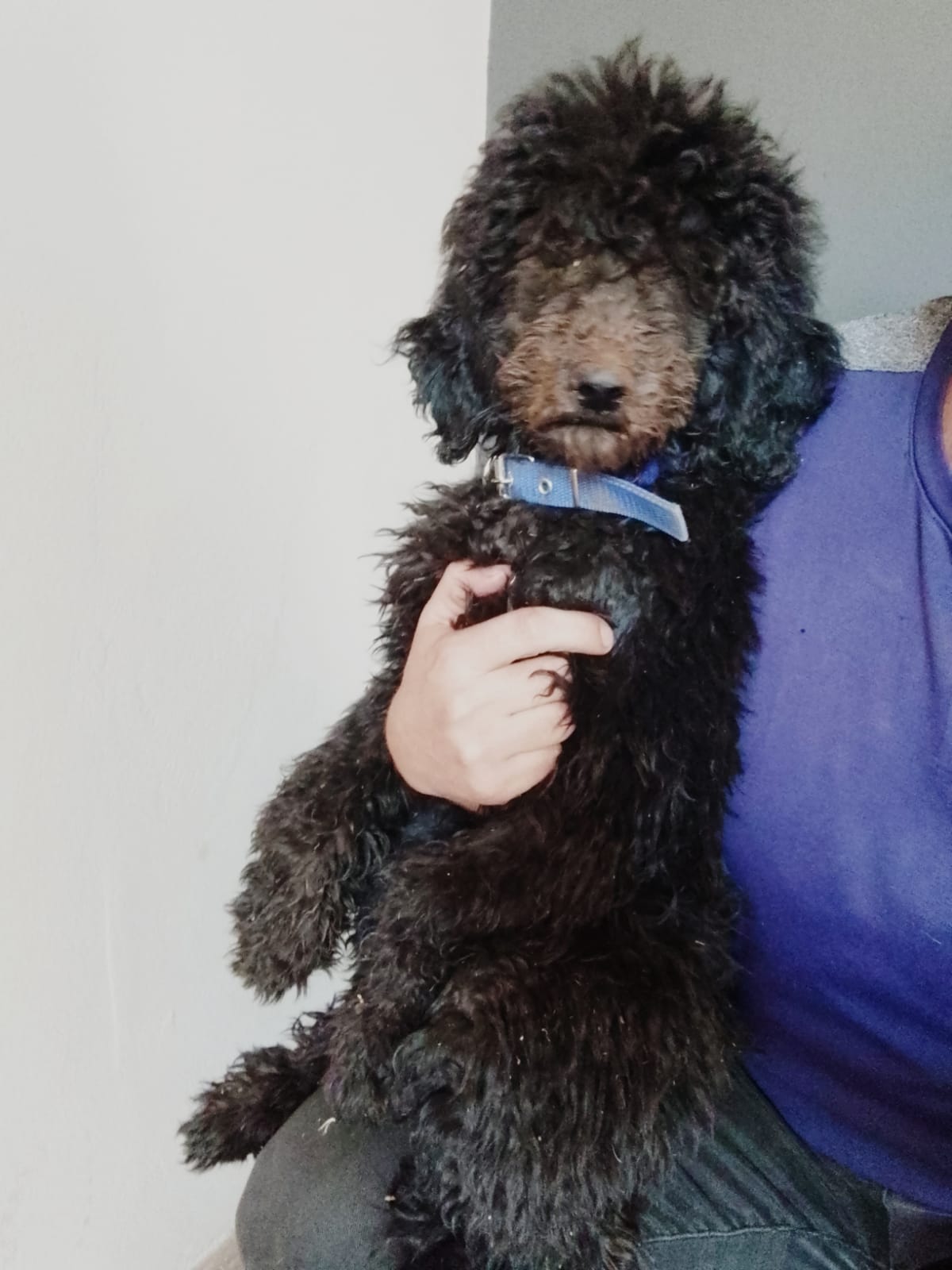 Standard French poodles | Junk Mail