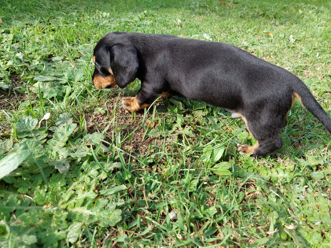 Beautiful miniature duch hounds for sale. 1 x black male, 1 x black ...