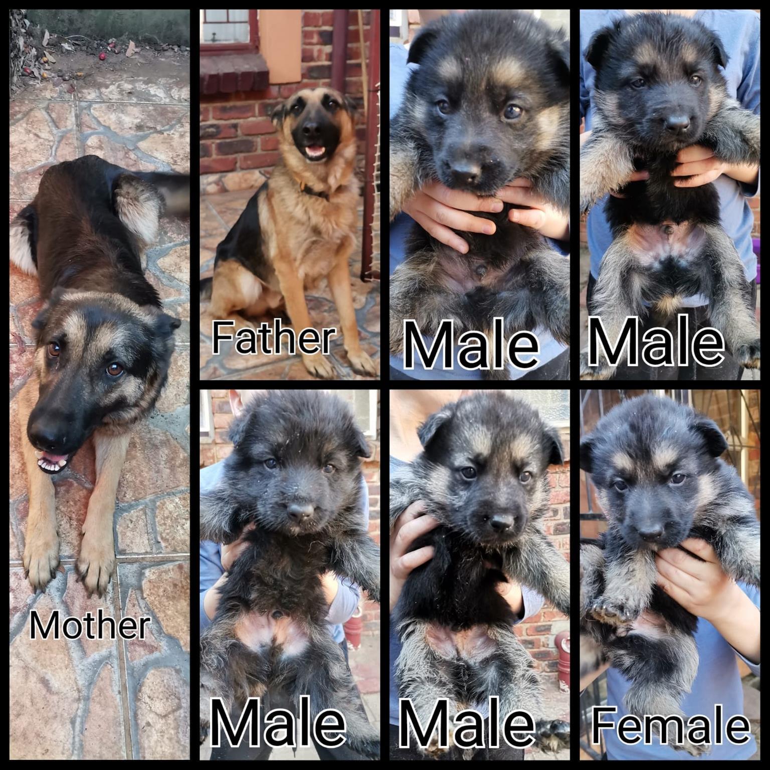 German Shepherd puppies | Junk Mail