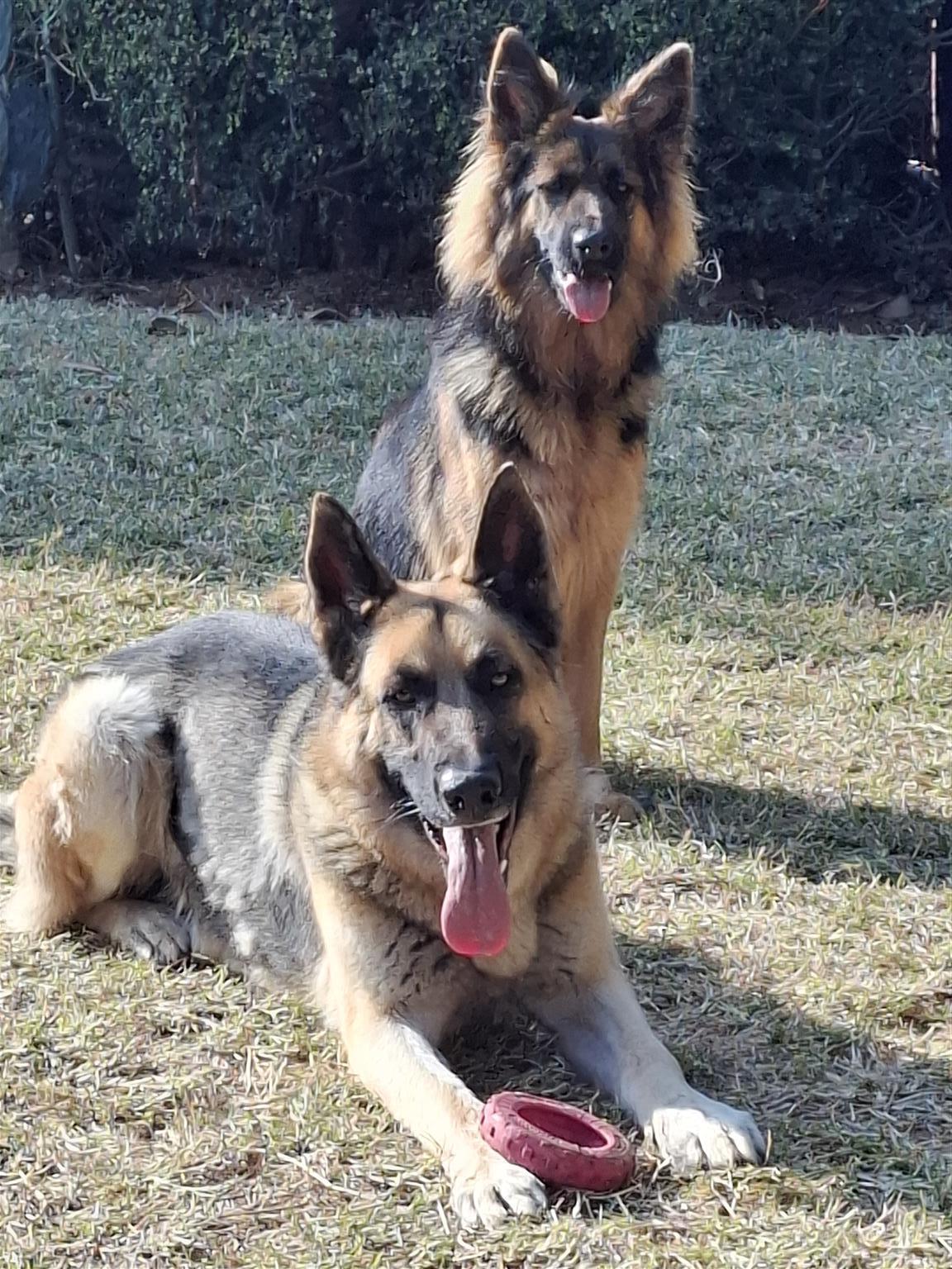 Puppies German Shepherd, purebred, Mother- German Shepherd. | Junk Mail ...