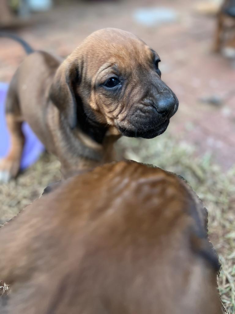 Rhodesian ridgeback puppies | Junk Mail