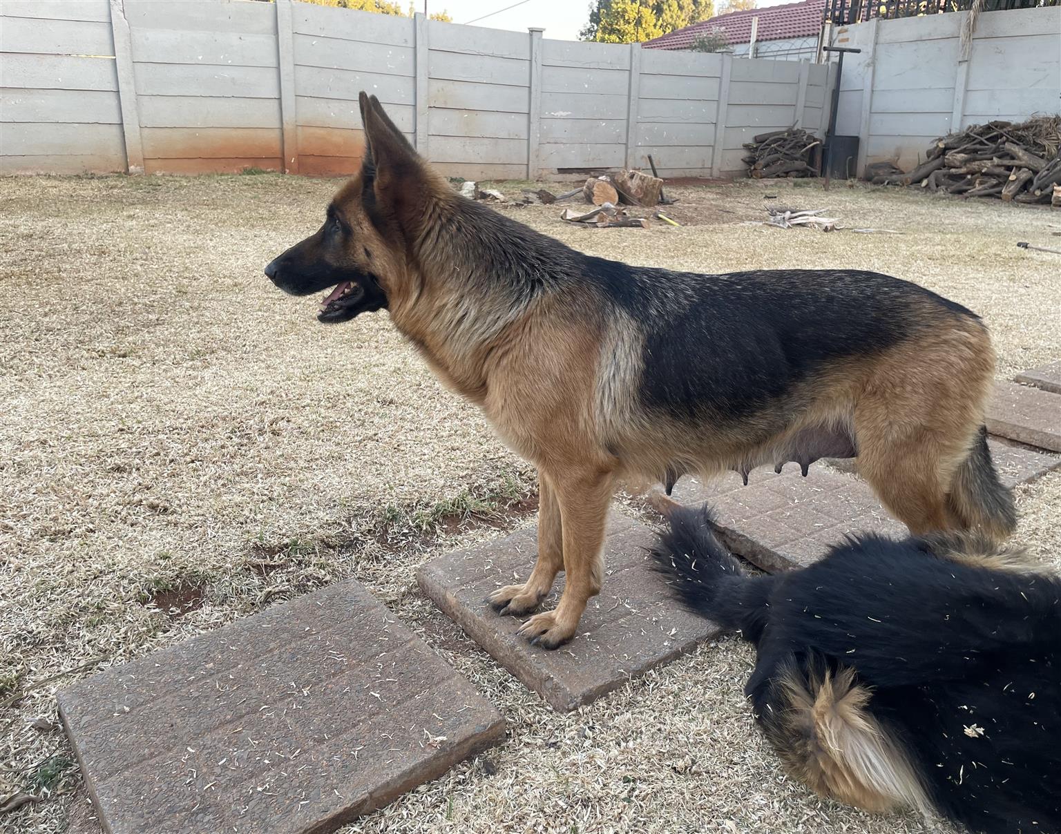 German shepherd puppies | Junk Mail