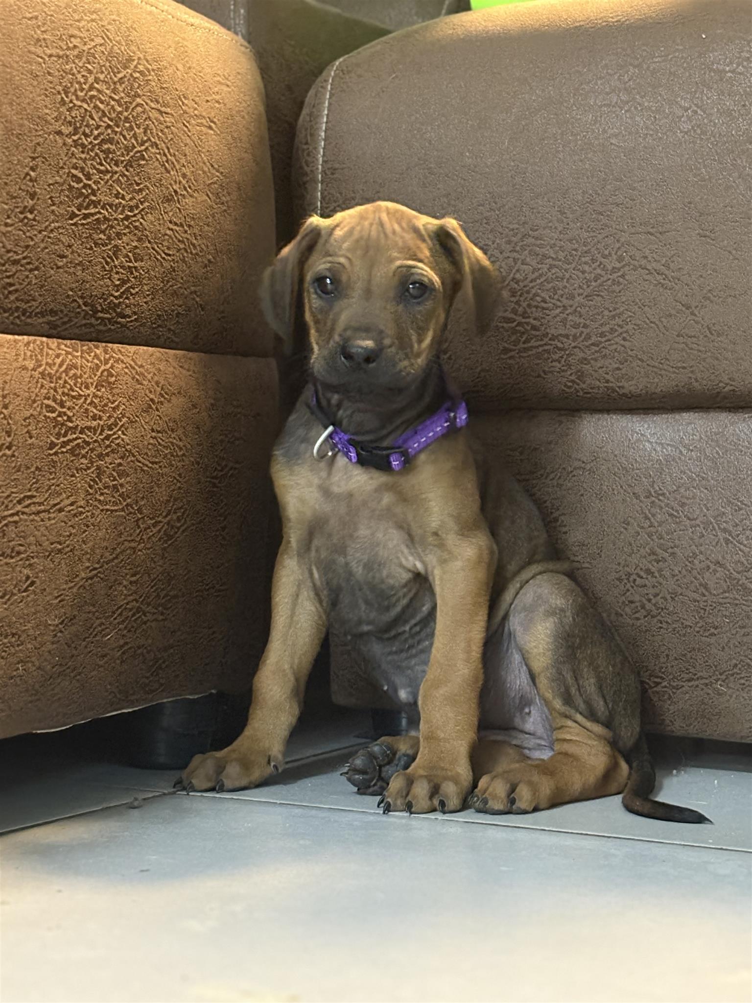 Rhodesian ridgeback puppies | Junk Mail Marketplace
