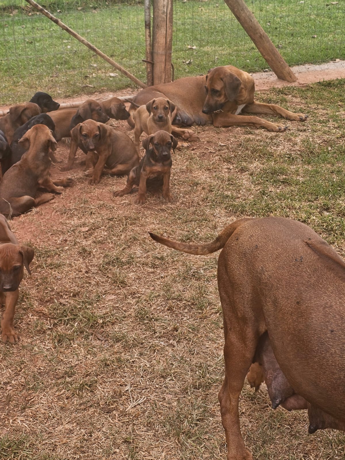 Rhodesian Ridgeback | Junk Mail
