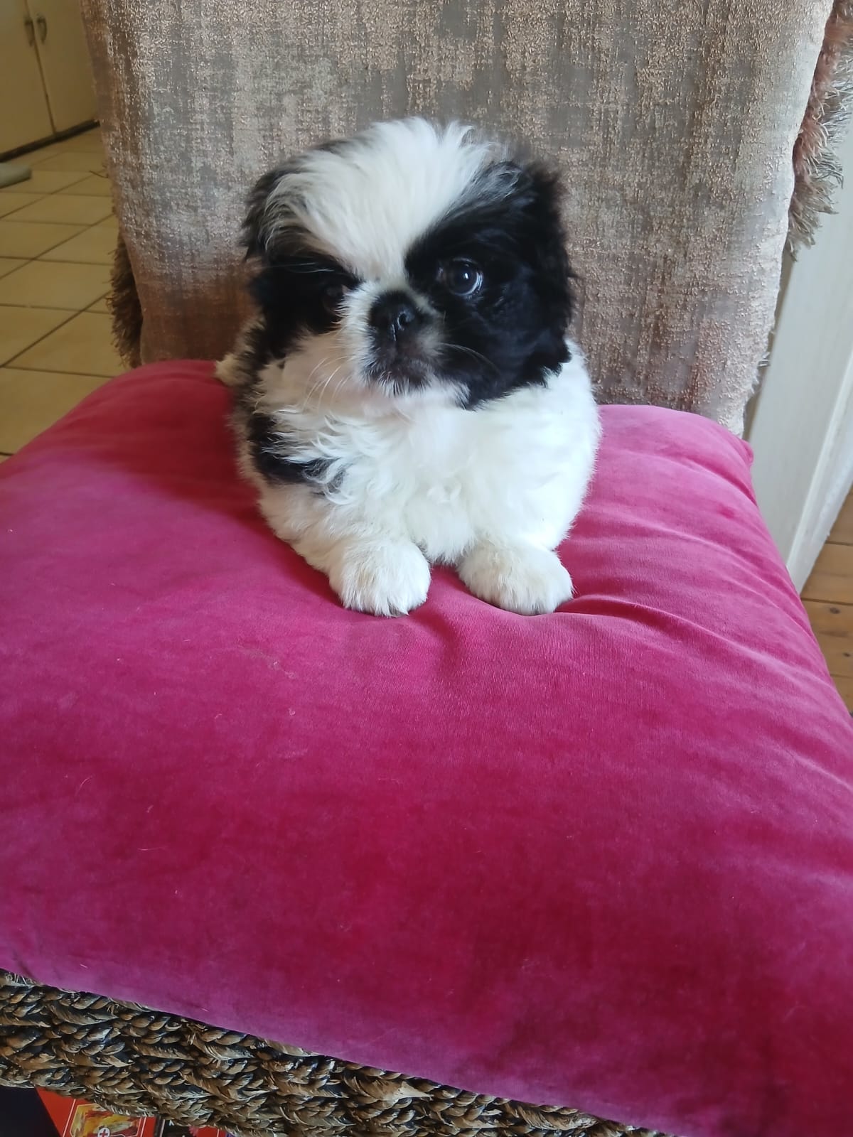 Miniature pekingese | Junk Mail Marketplace