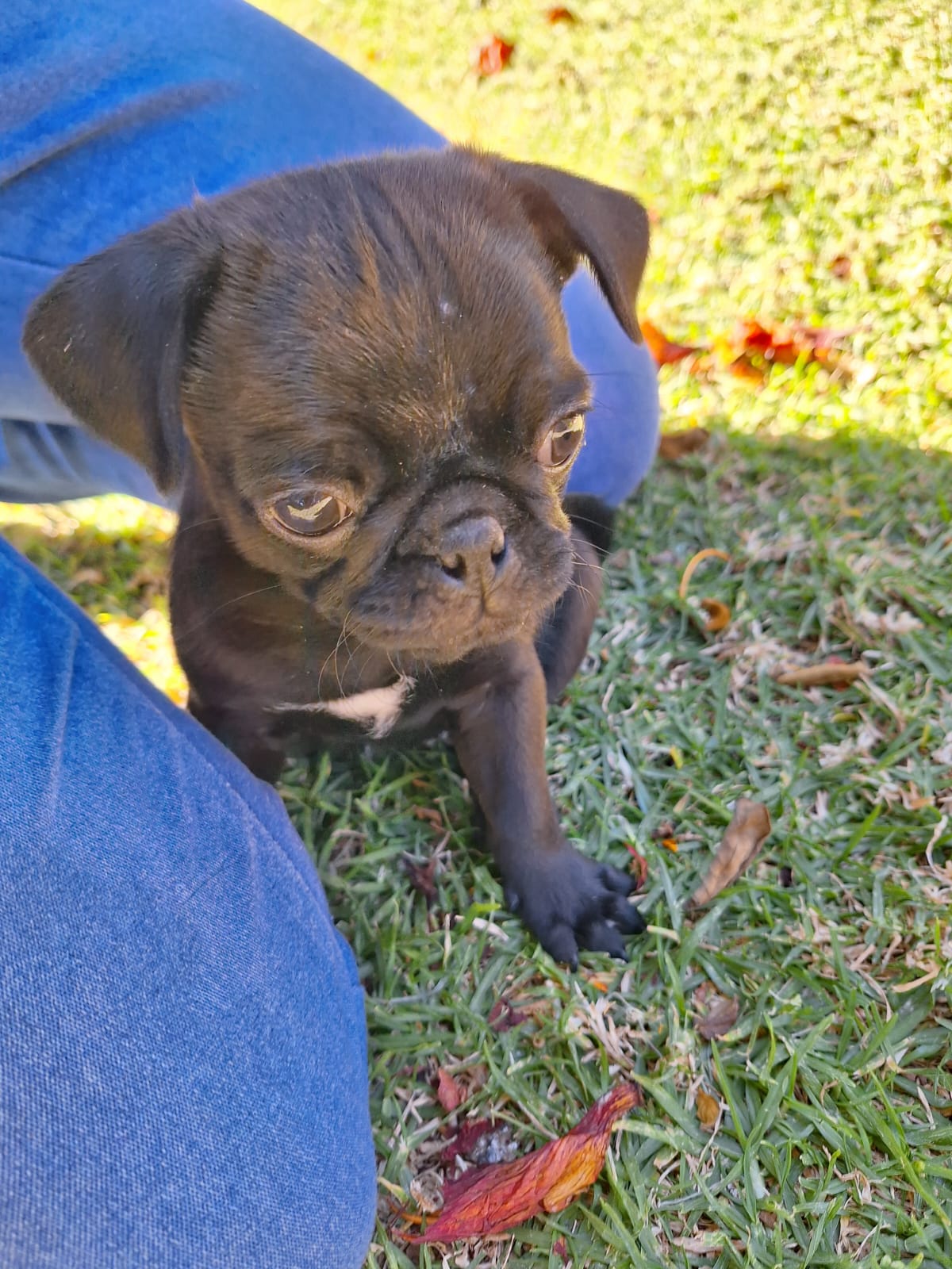 Pug puppy | Junk Mail