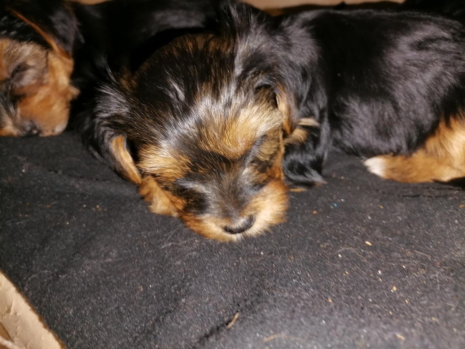 Traditional Pure breed Yorkie puppies | Junk Mail