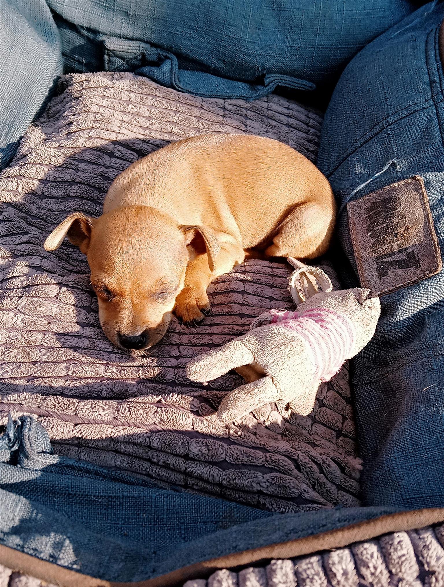 Pure bred Miniature Doberman Pincher male puppy | Junk Mail