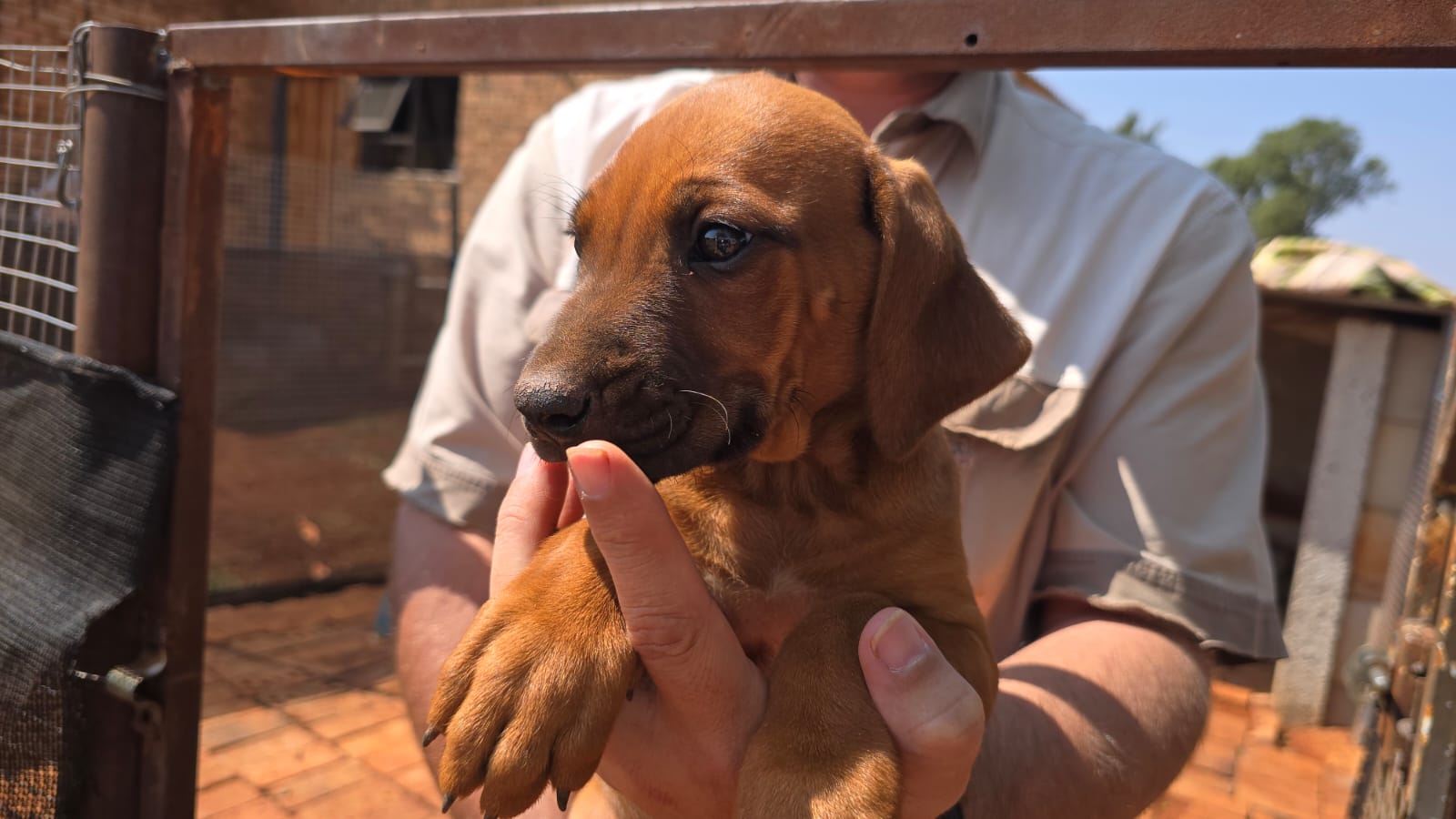 Rhodesian Ridgeback puppies | Junk Mail Marketplace