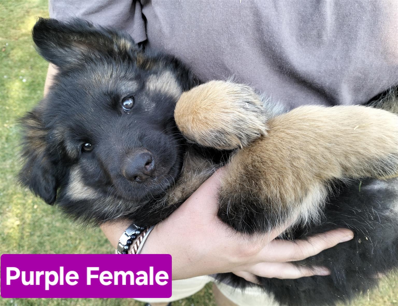 GERMAN SHEPHERD PUPPIES | Junk Mail Marketplace