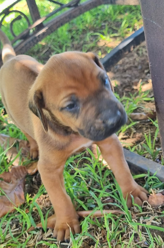 Purebred Rhodesian Ridgeback puppies for sale | Junk Mail