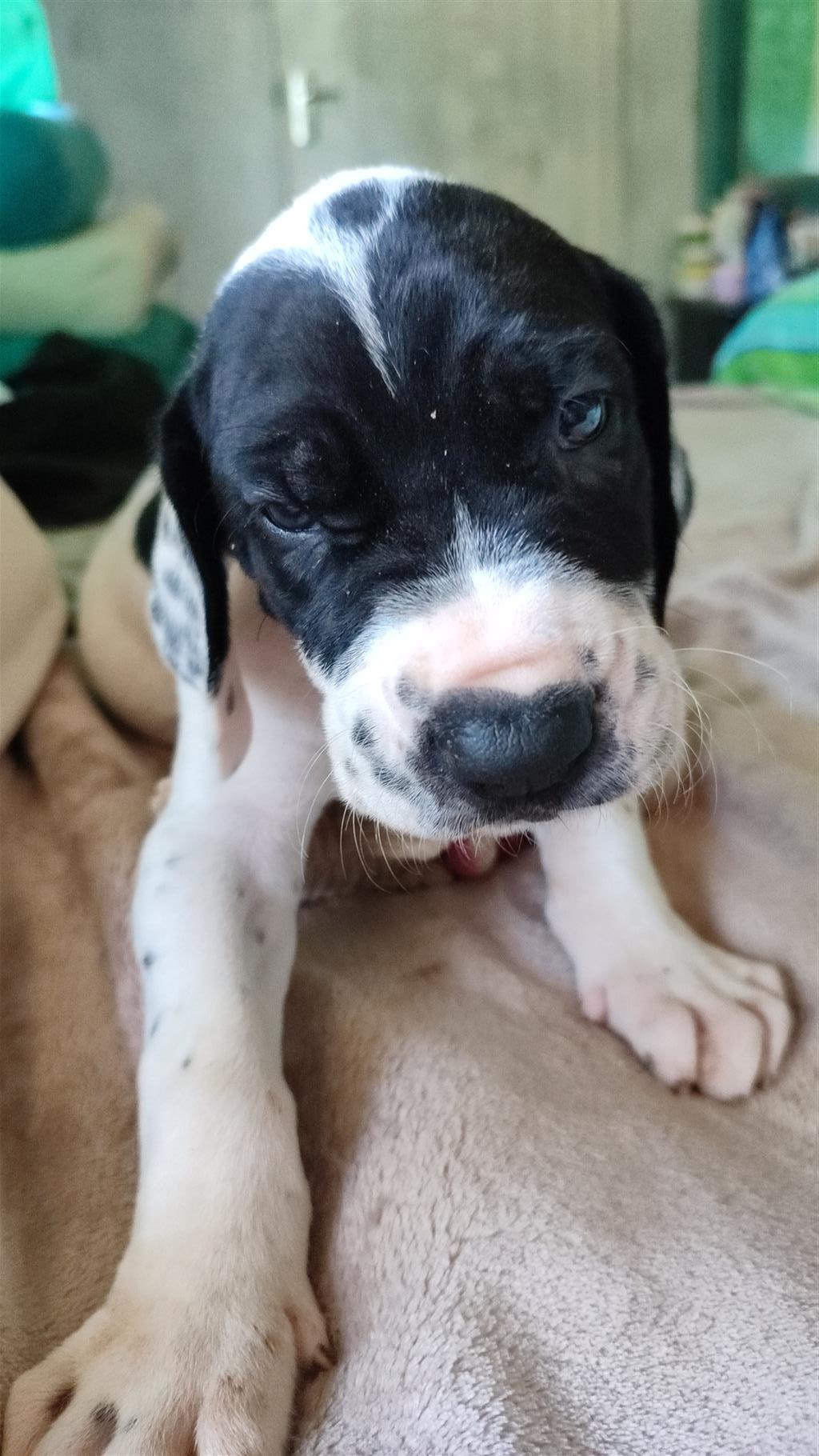 Gorgeous German bloodline Great Dane puppies available | Junk Mail