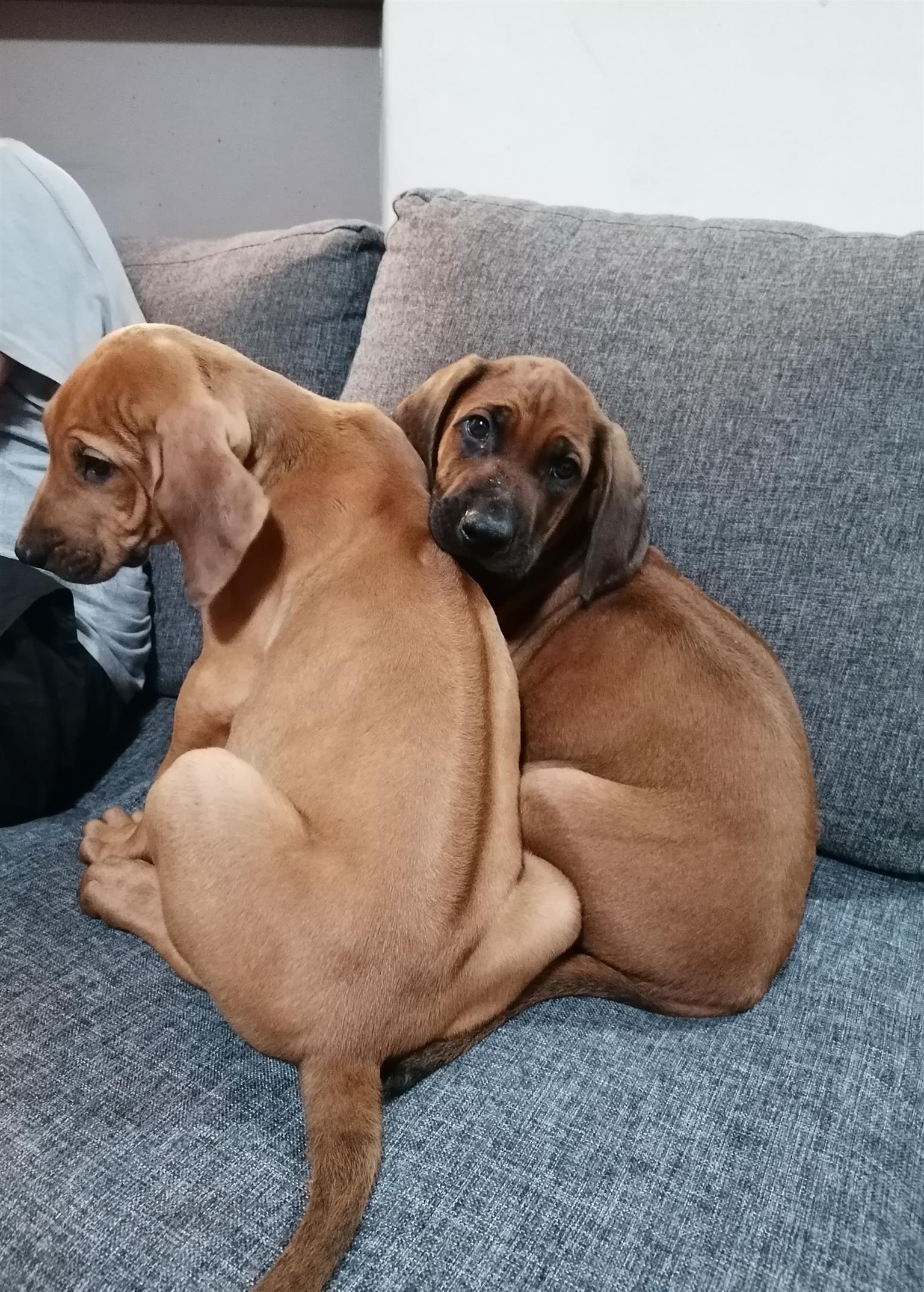 Rhodesian Ridgeback puppies for sale | Junk Mail Marketplace