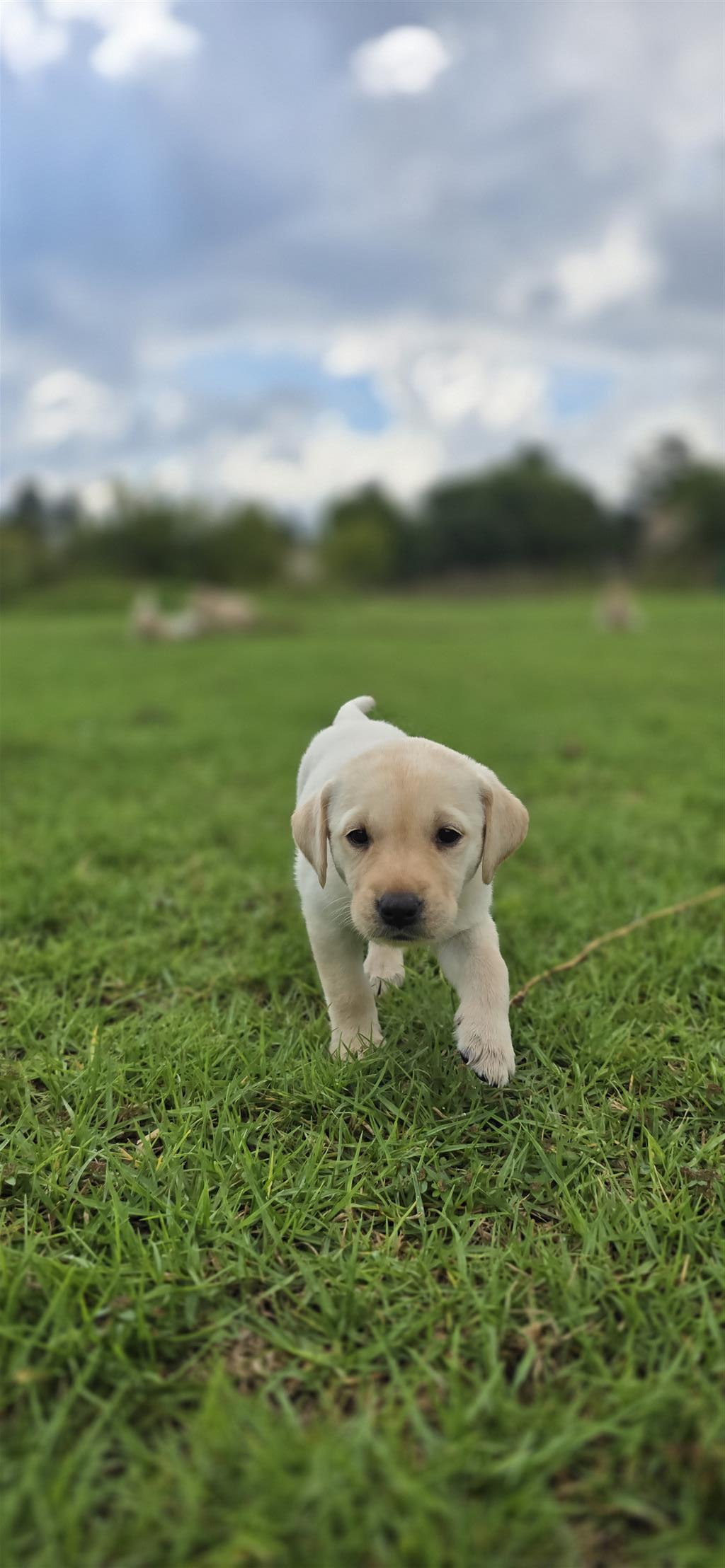Beautiful Golden Labrador puppies | Junk Mail