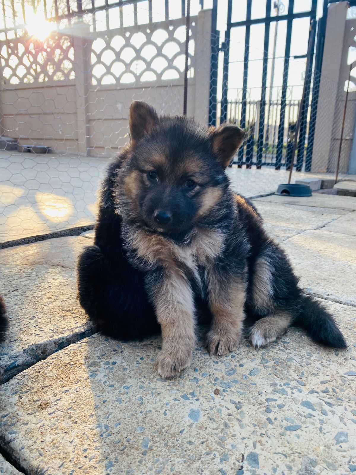 German shepherd puppies | Junk Mail