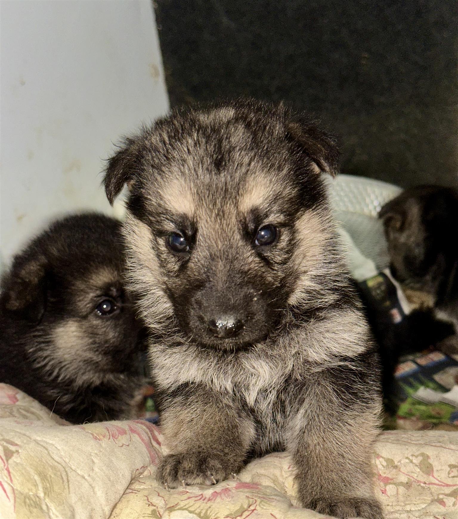 German Shepherd Puppies | Junk Mail Marketplace