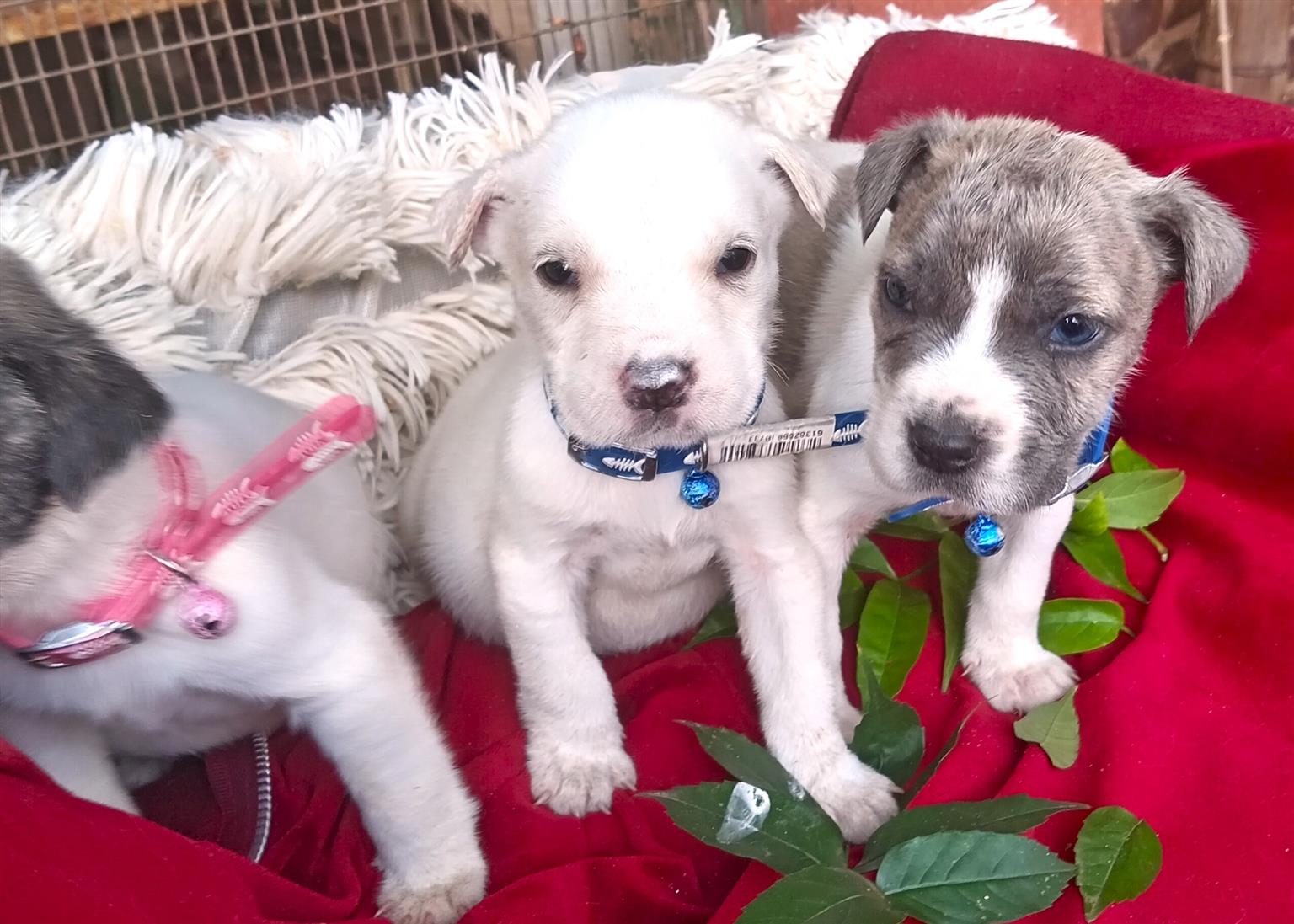 Beautiful Boxer terrier puppies | Junk Mail