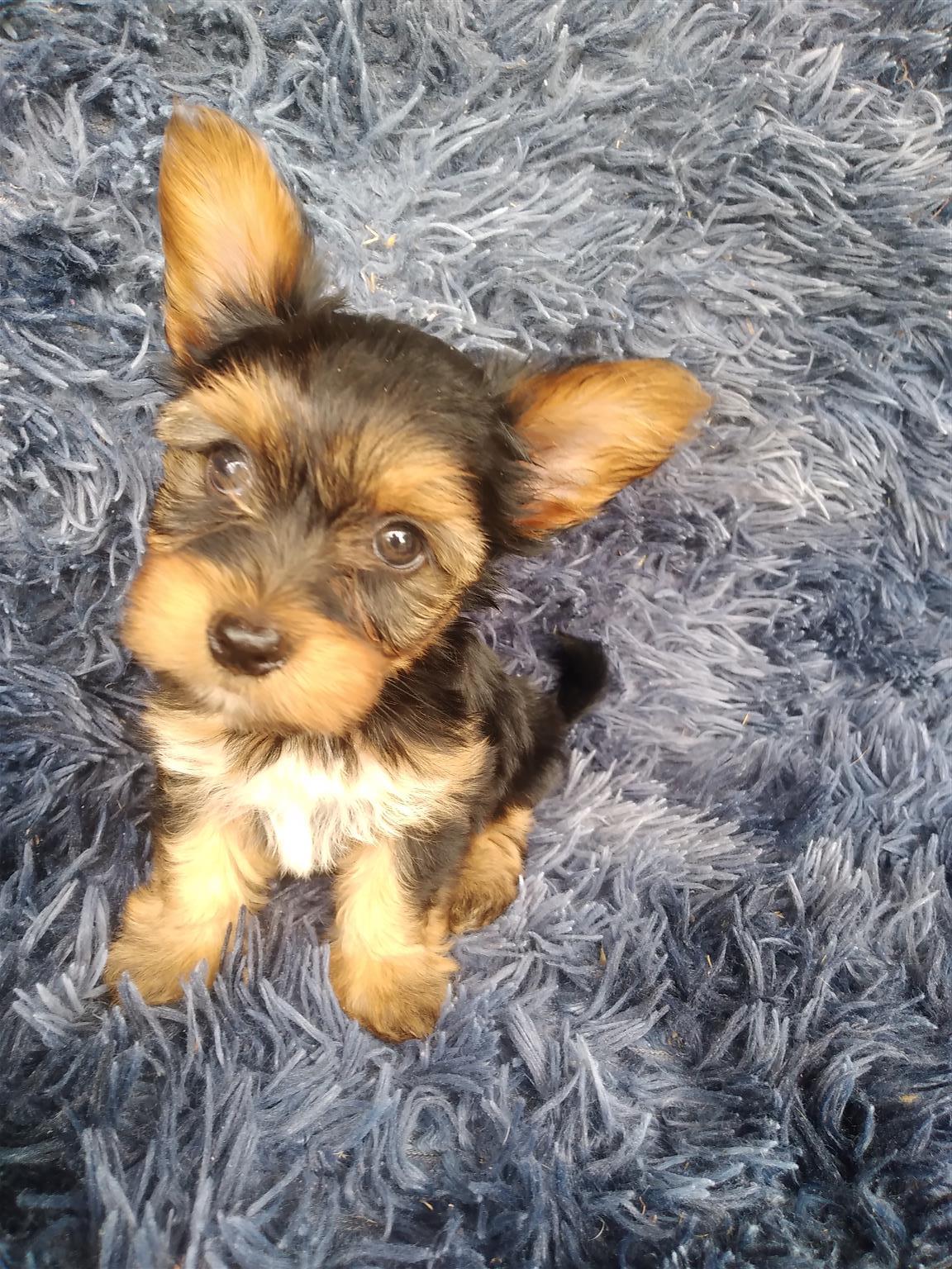Beautiful yorkie puppies | Junk Mail Marketplace