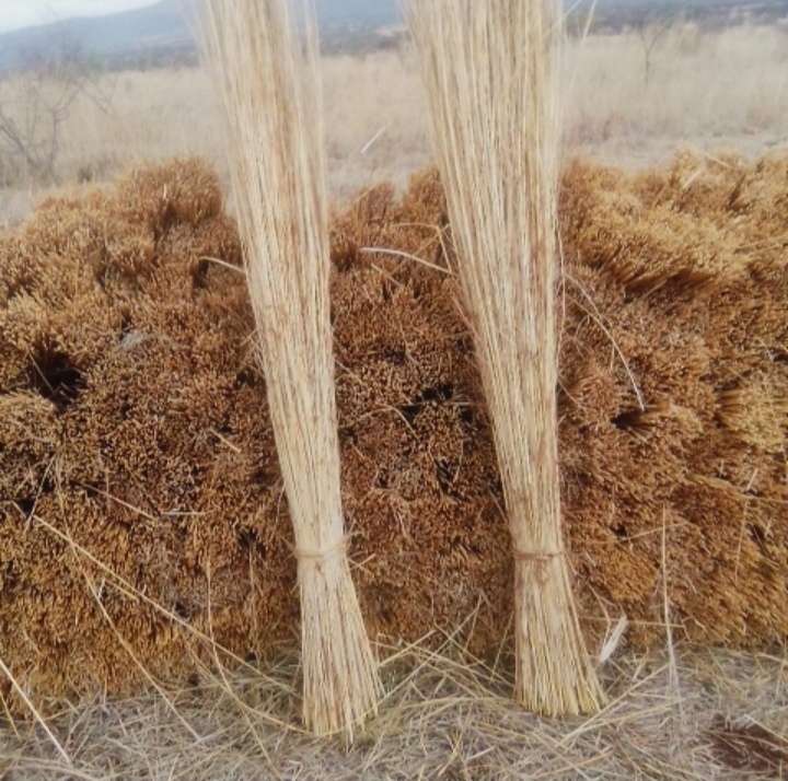 Thatch grass | Junk Mail