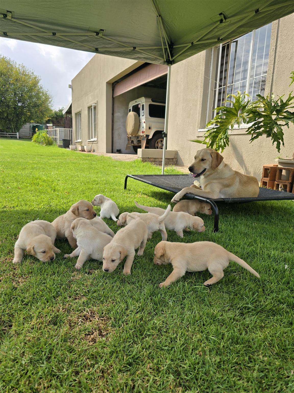 Beautiful Golden Labrador puppies | Junk Mail