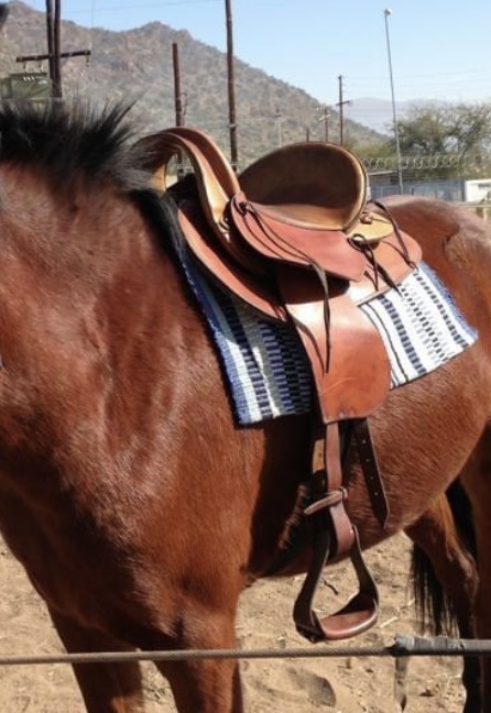 Saddle for sale | Junk Mail