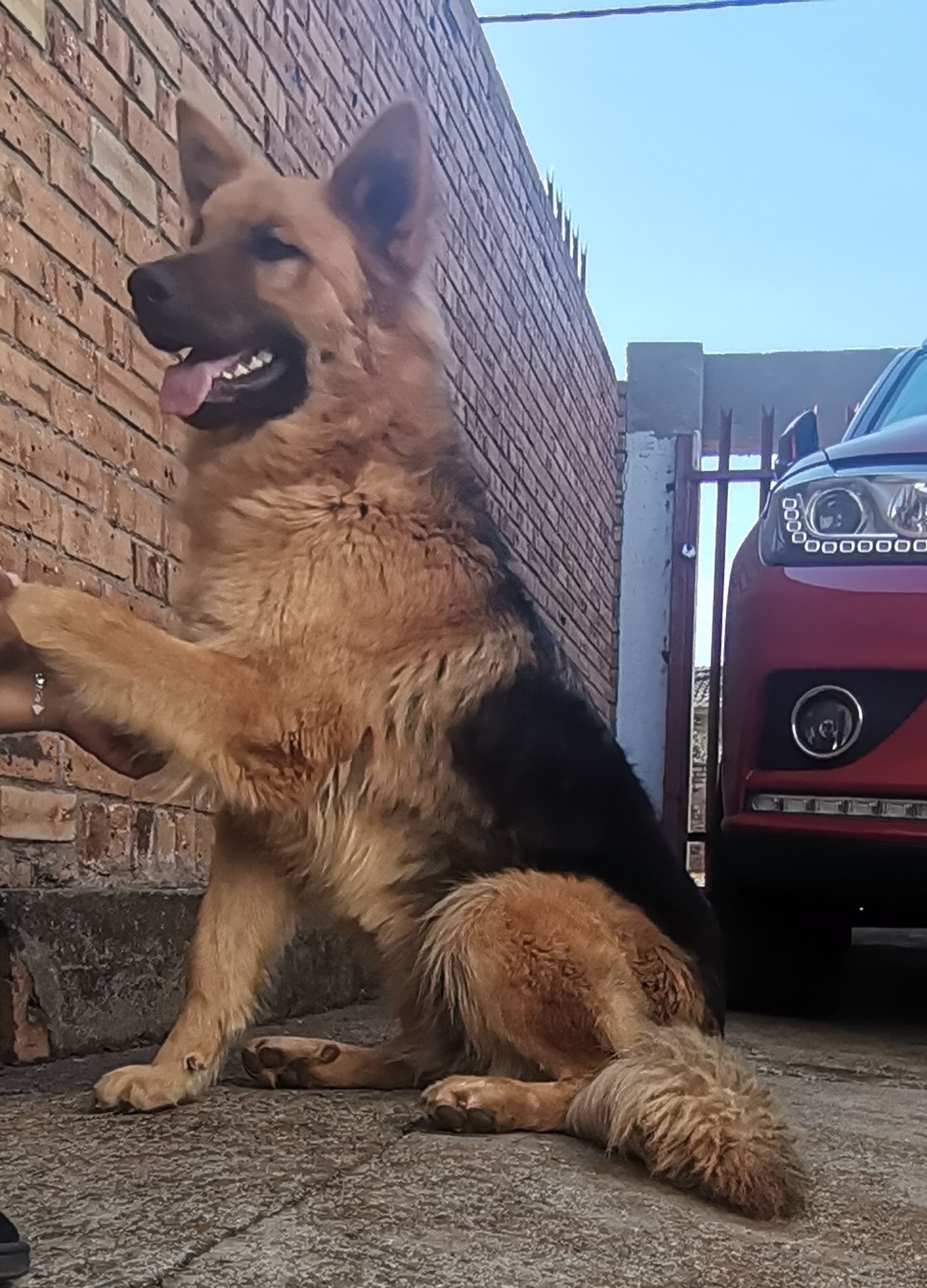 German shepherd puppies | Junk Mail