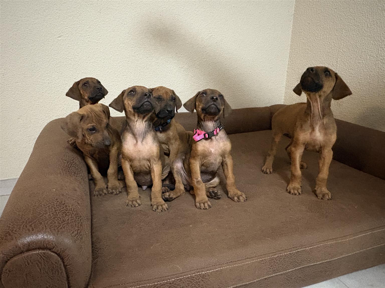 Rhodesian ridgeback puppies | Junk Mail Marketplace