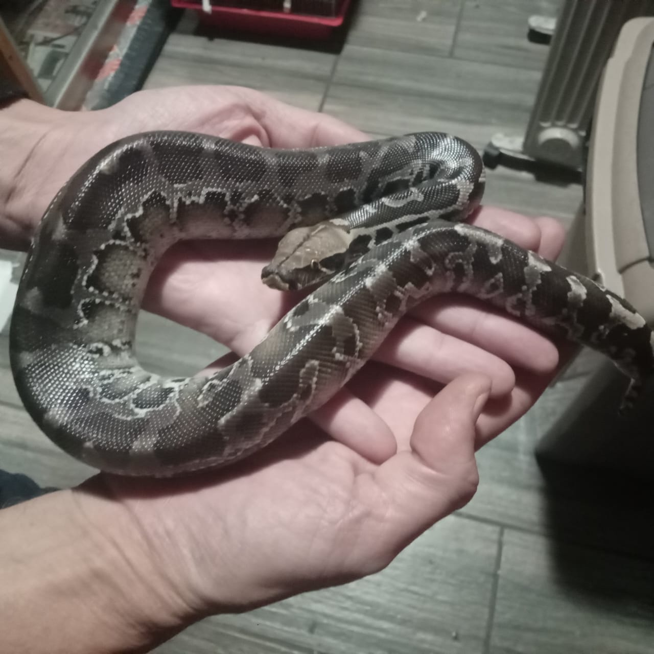 Black Blood Python for sale | Junk Mail Marketplace