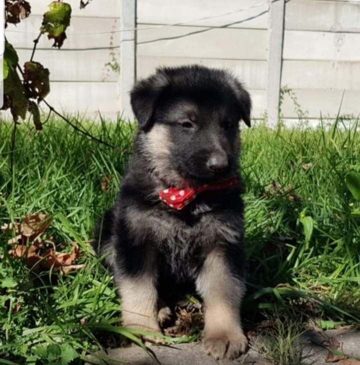 German Shepherd puppies | Junk Mail Marketplace