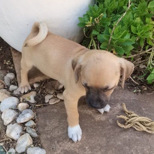 Jack Russell X Pekingese | Junk Mail Marketplace