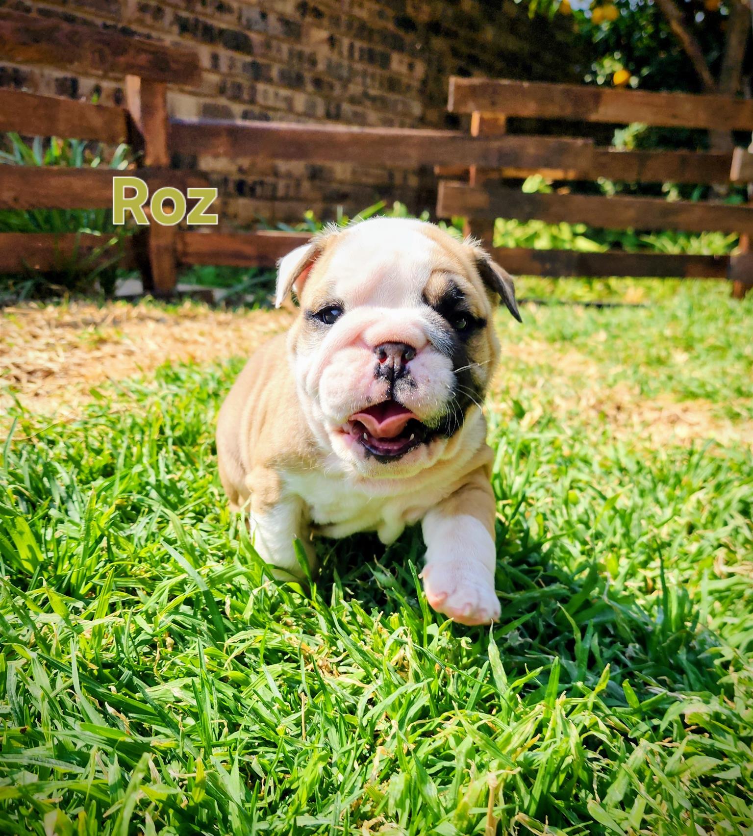 Pedigree English Bulldog Puppies KUSA & CanineSA Registered | Junk Mail ...